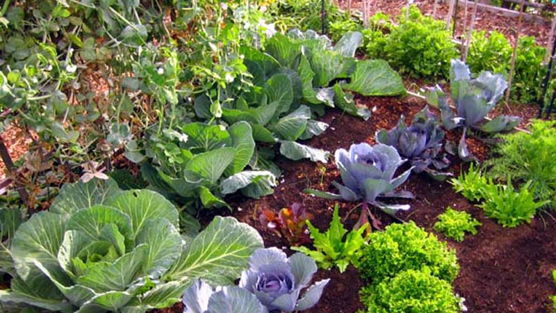Ocean View Farms Community Garden